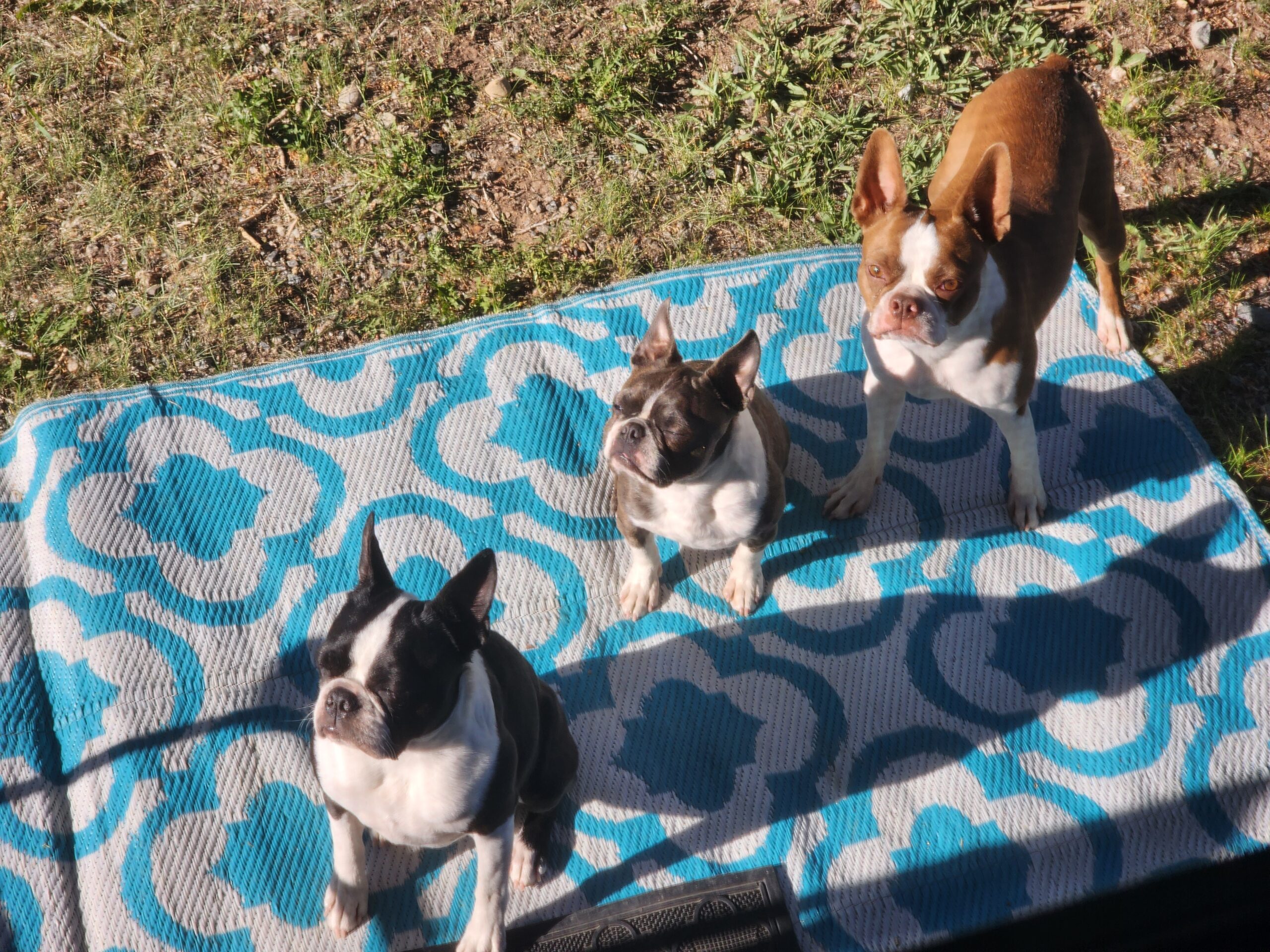 Home - Traveling With Terriers